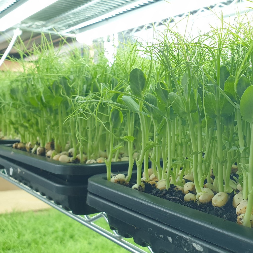 Organic Green Pea Sprouting & Microgreen Seeds (Karma Tendrils) – Grow ...