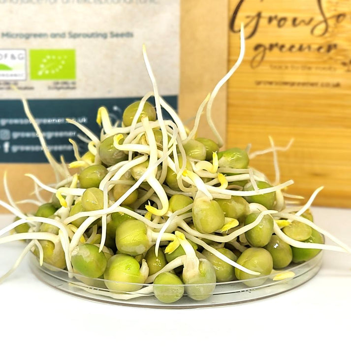 Organic Green Pea Sprouting & Microgreen Seeds (Karma Tendrils) – Grow ...