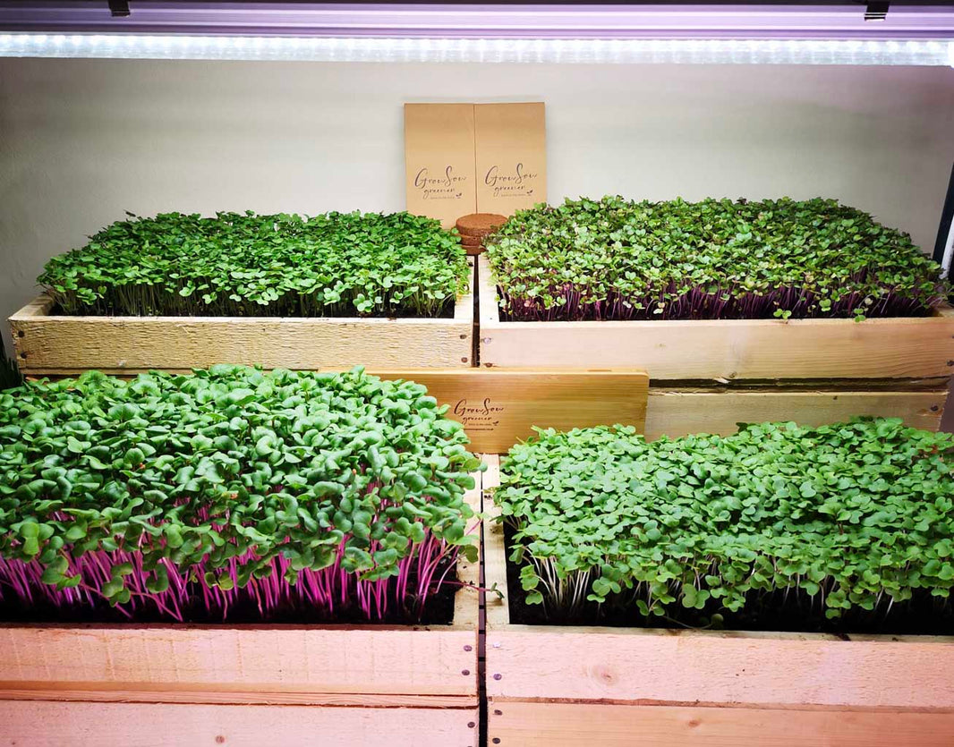 Microgreens Growing Equipment – Grow Sow Greener