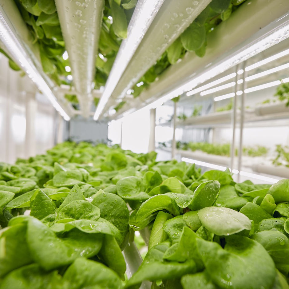 Microgreens Growing Equipment – Grow Sow Greener